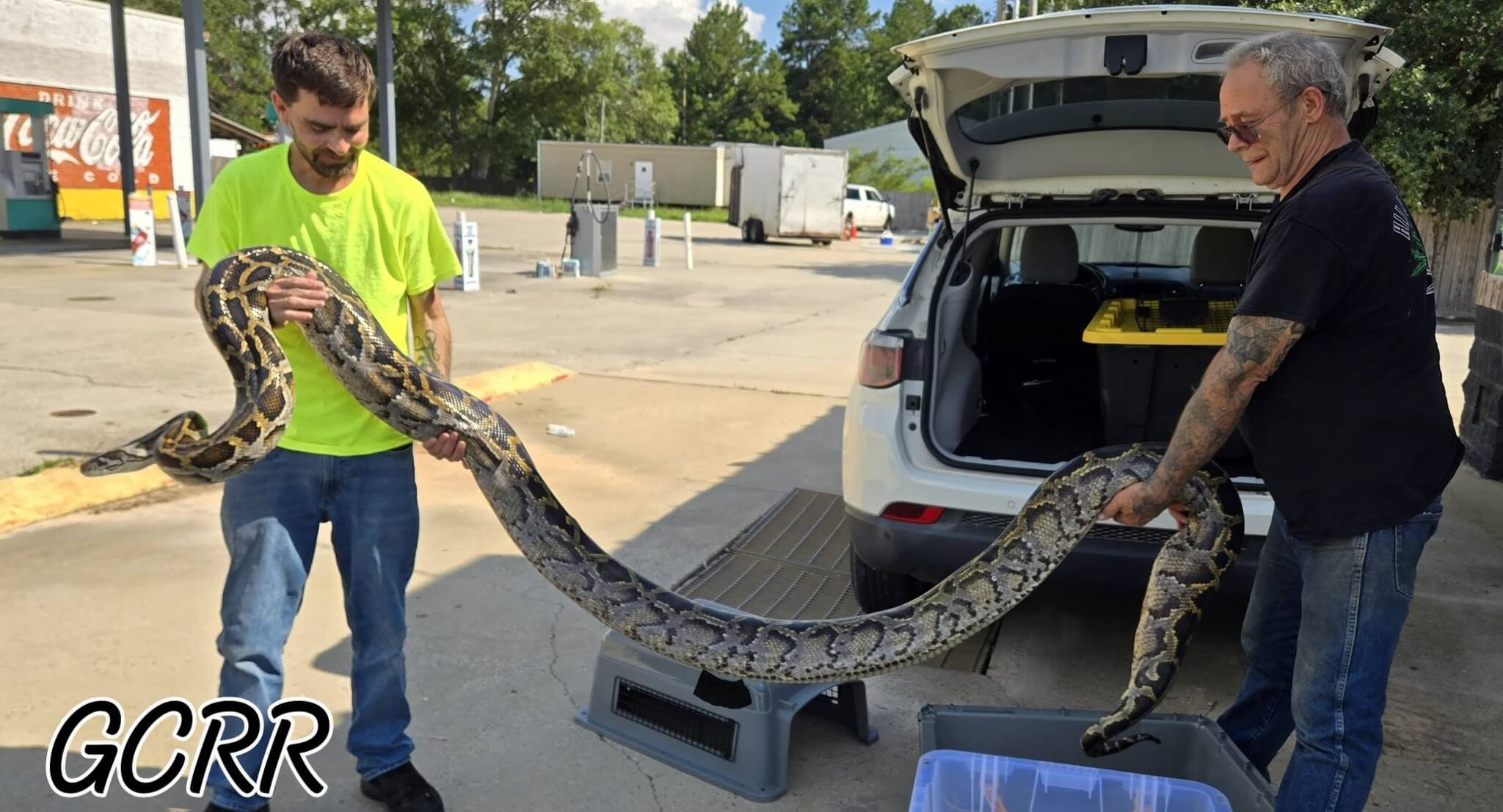 New Albany Man Found Dead; Four Massive Pythons Rescued From Home ...