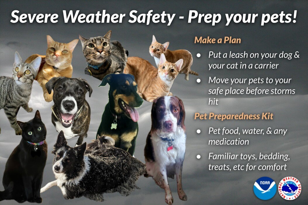 Pet owners urged to prepare for severe weather | Tippah News